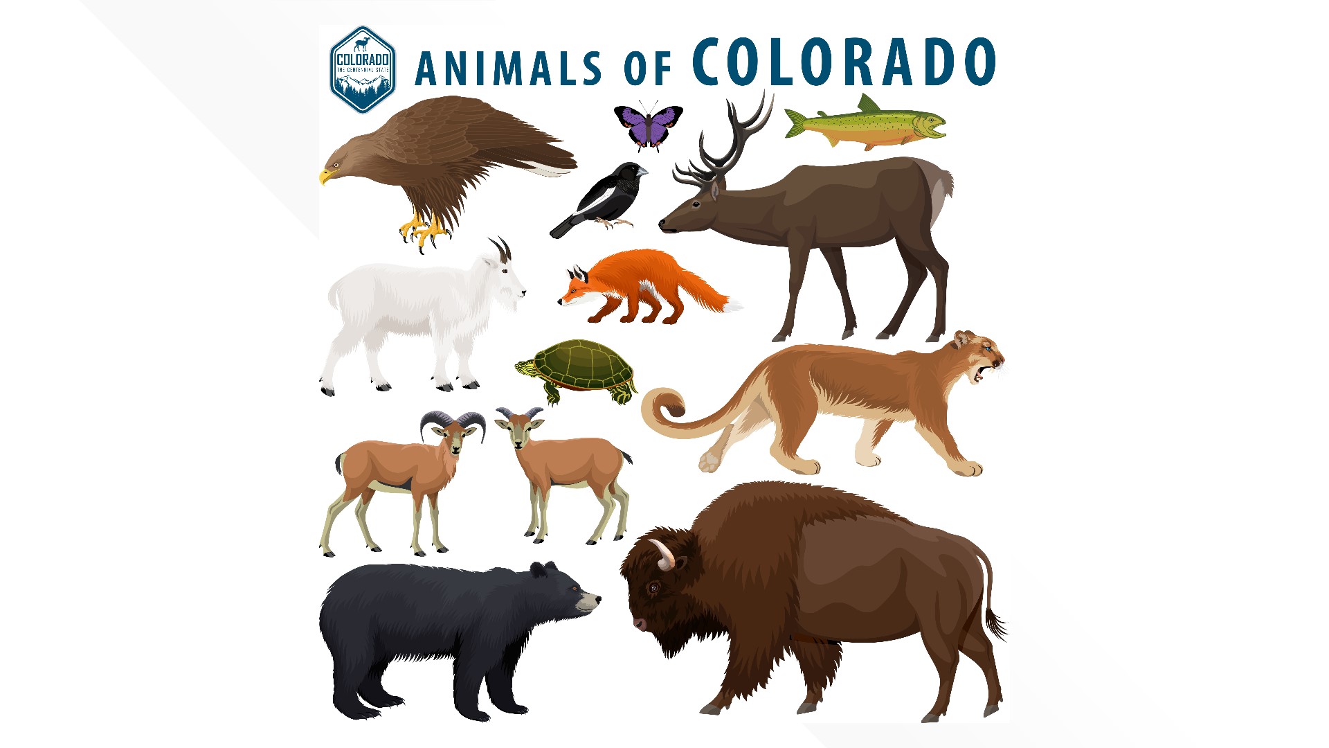 Colorado hairstreak butterfly featured on new USPS stamp | 9news.com