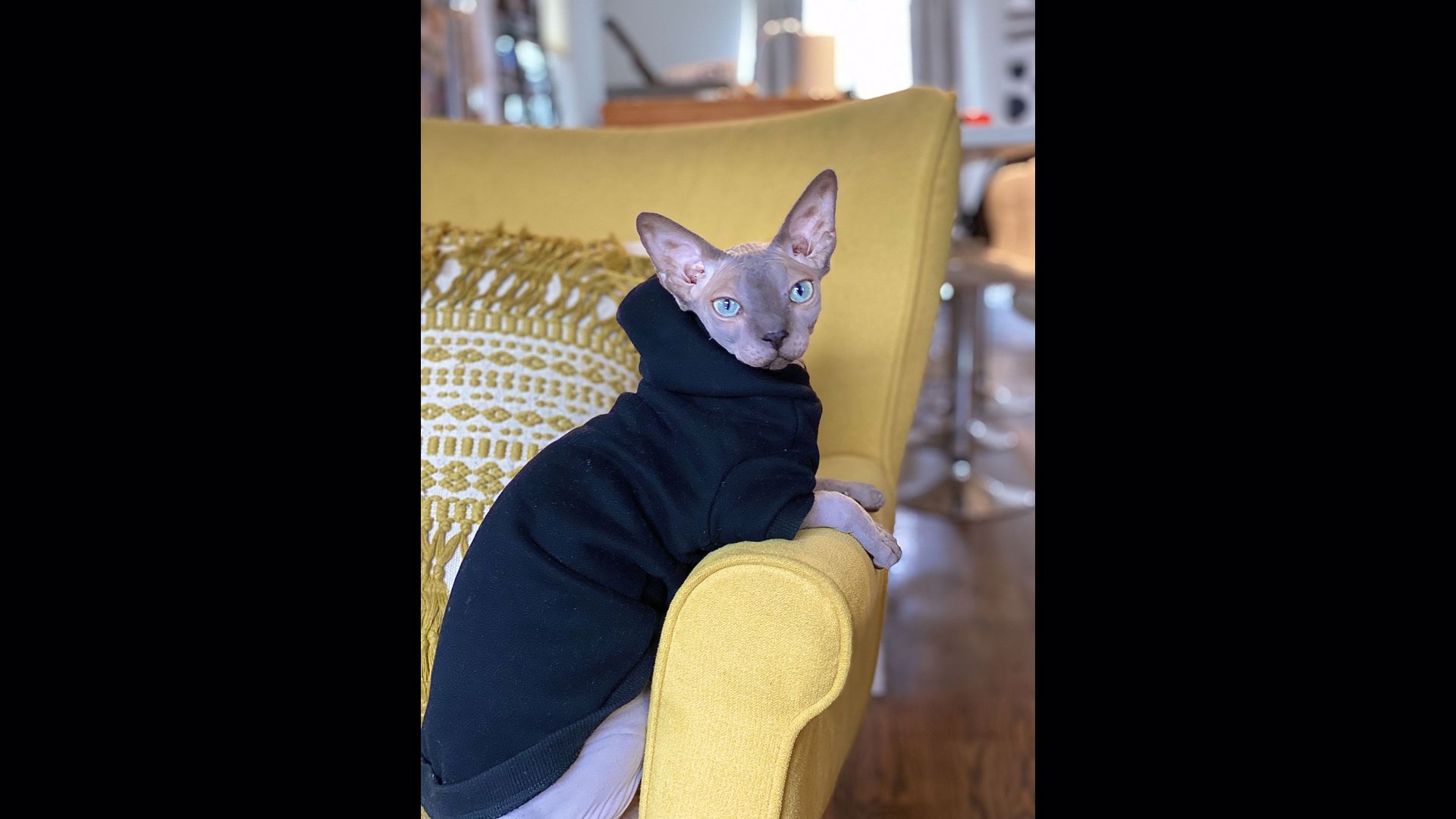 International Cat Day: Colorado shares its cat photos on 9NEWS | 9news.com