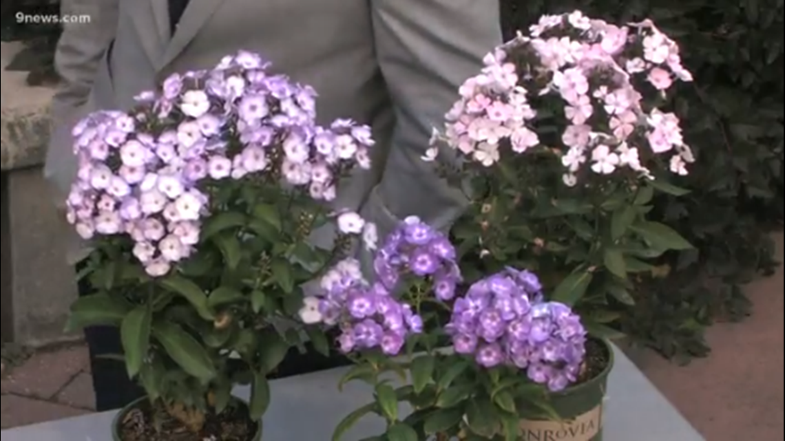 Proctor's Garden: Plant perennials now | 9news.com