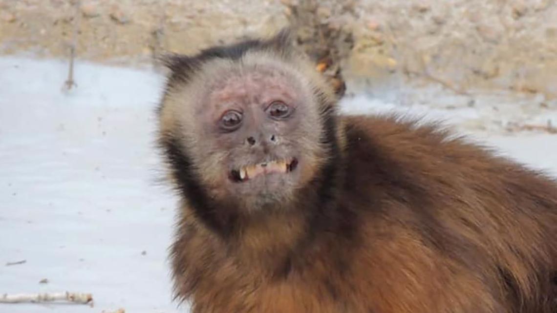 Denver Zoo animals notice people are missing | 9news.com