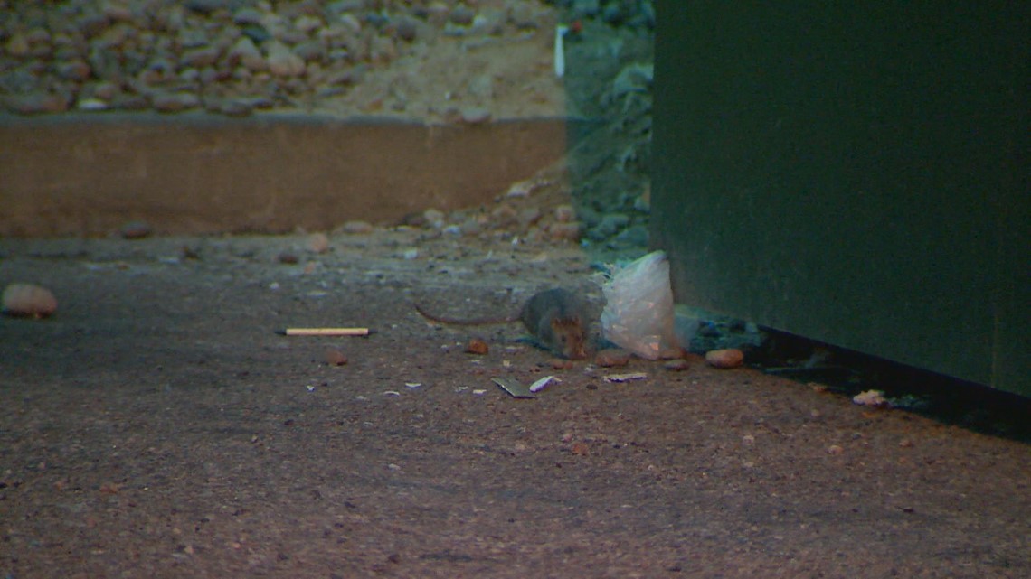 Rental company admits to rat problem, promises changes at Denver ...