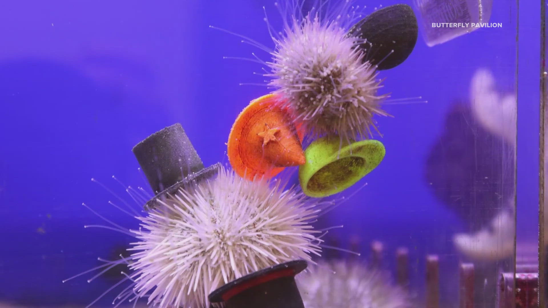 Arizona jury sentences man to death in string of killings in metro ...