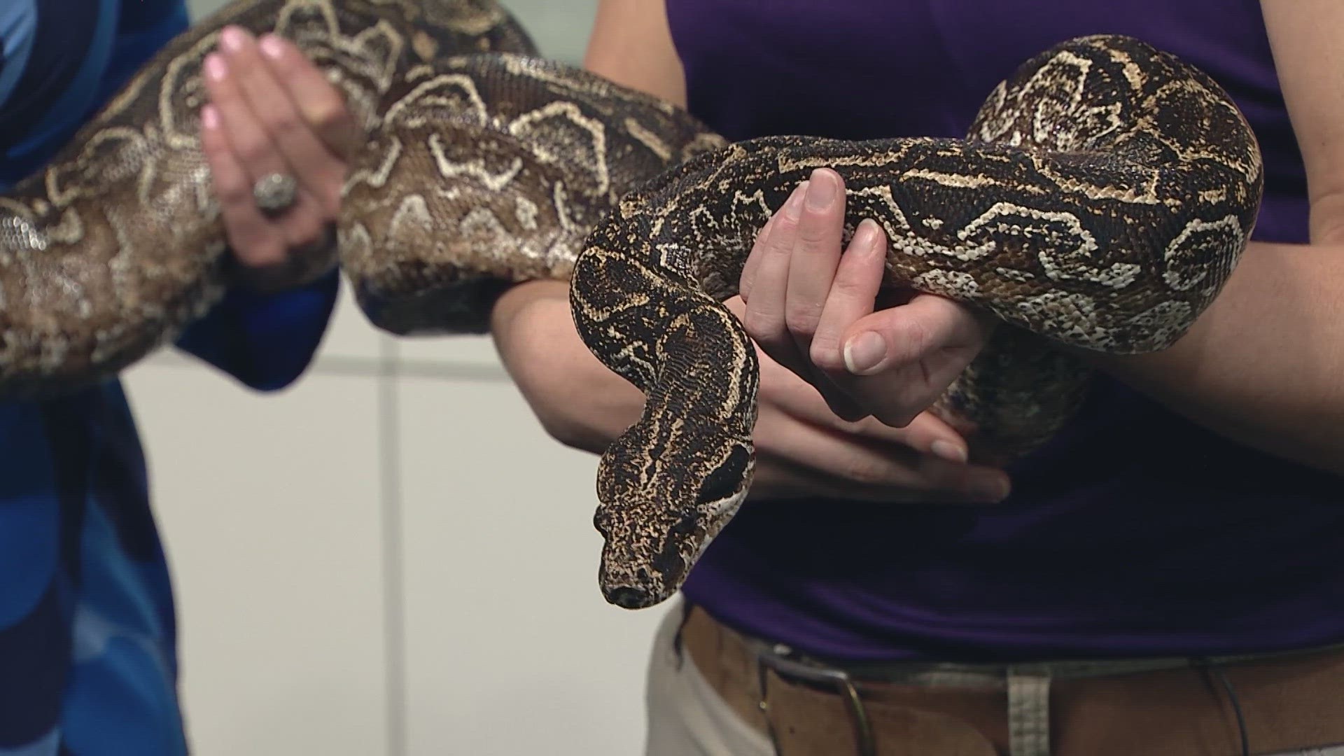 Sunrise Safari Zoo: Meet Flavio the Argentine boa constrictor | 9news.com