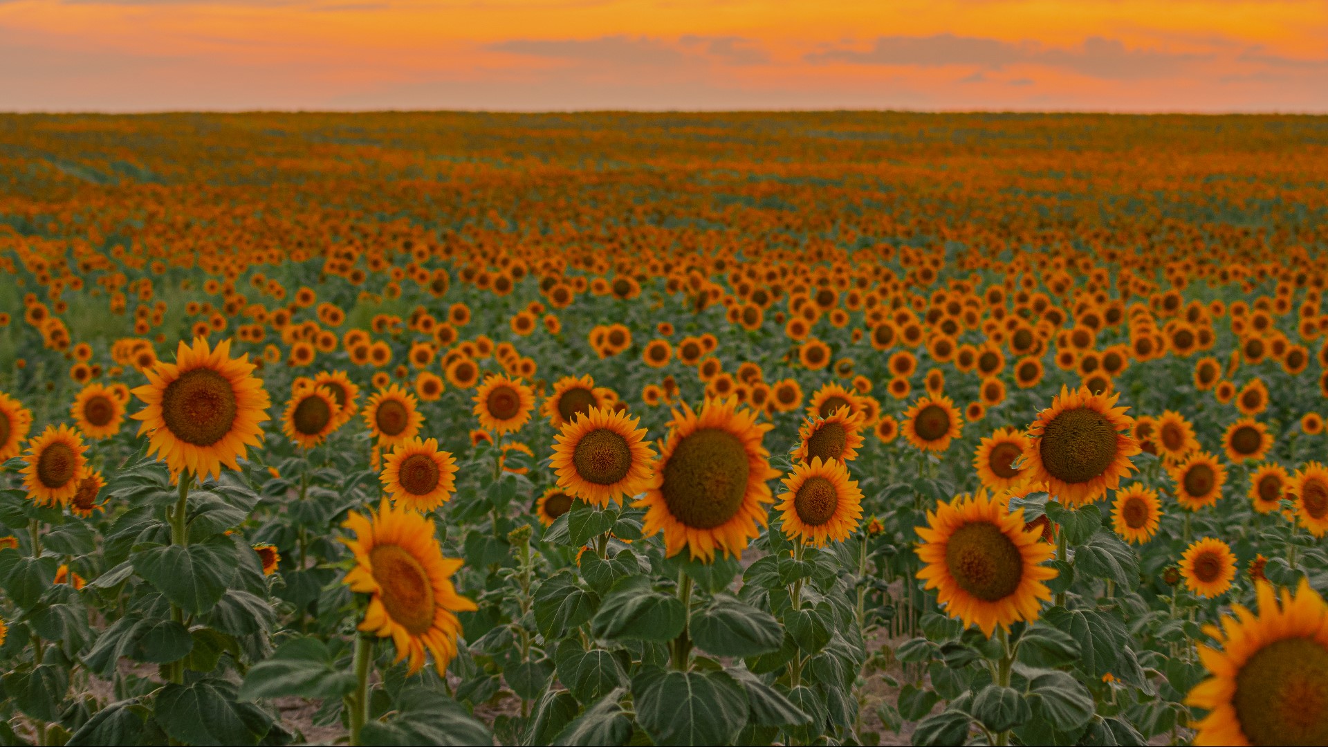 Incredible sunflower photos from across Denver and Colorado | 9news.com