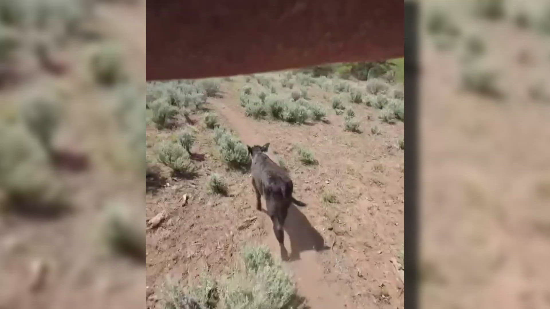 Colorado Parks and Wildlife kills wolf after chronic livestock attacks ...