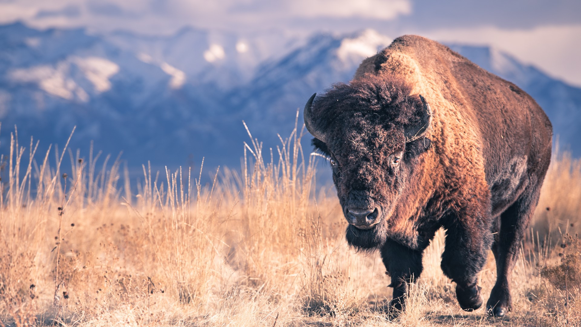 City of Denver donates bison to Native American tribal nations | 9news.com