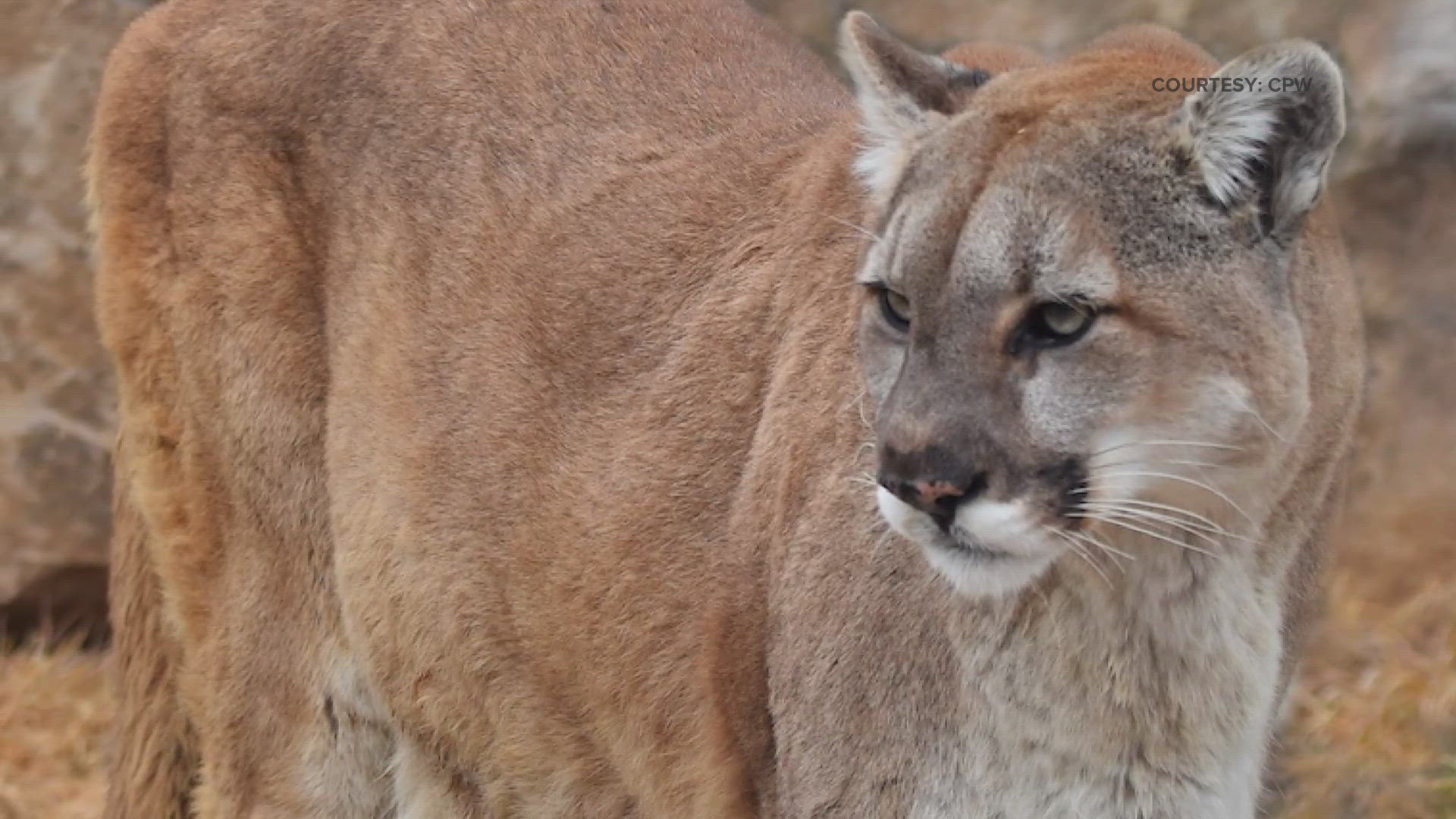 Elevated plutonium levels found near old Rocky Flats plant: How worried ...