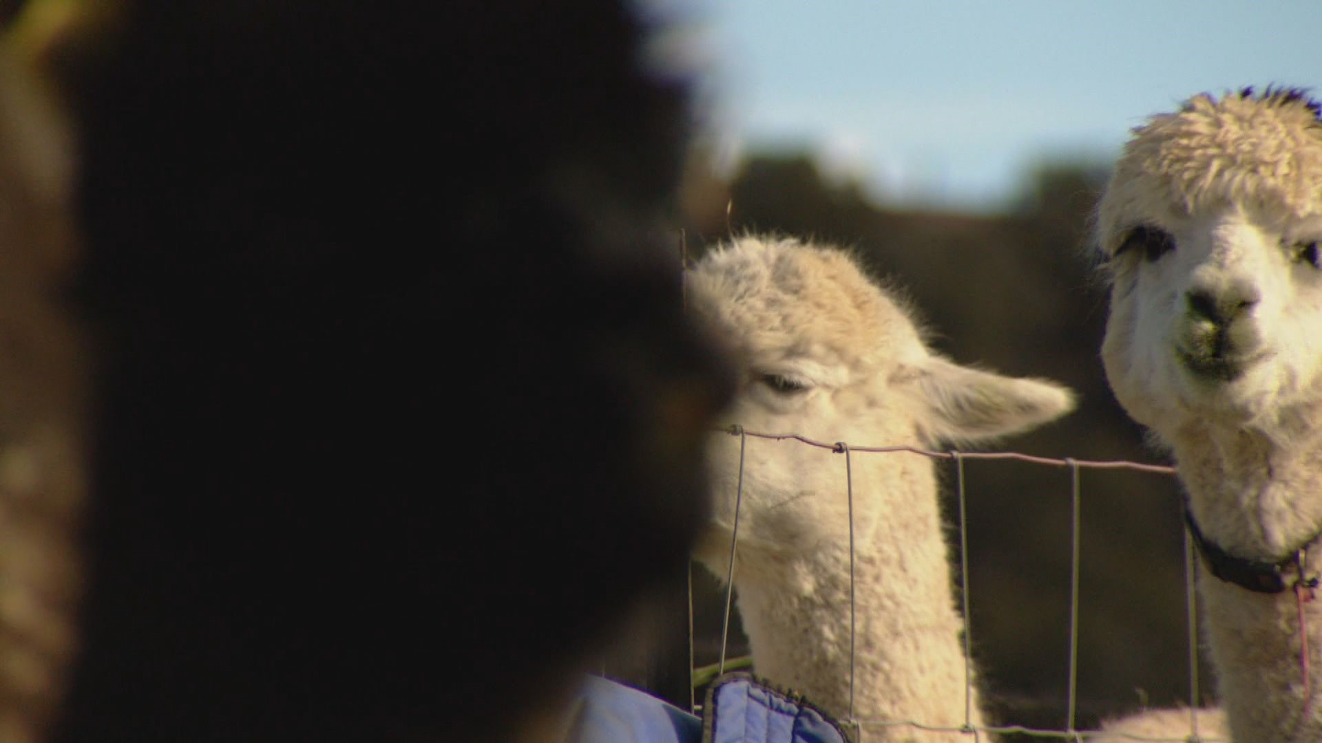 PHOTOS: Inside the Tenacious Unicorn Ranch near Westcliffe | 9news.com