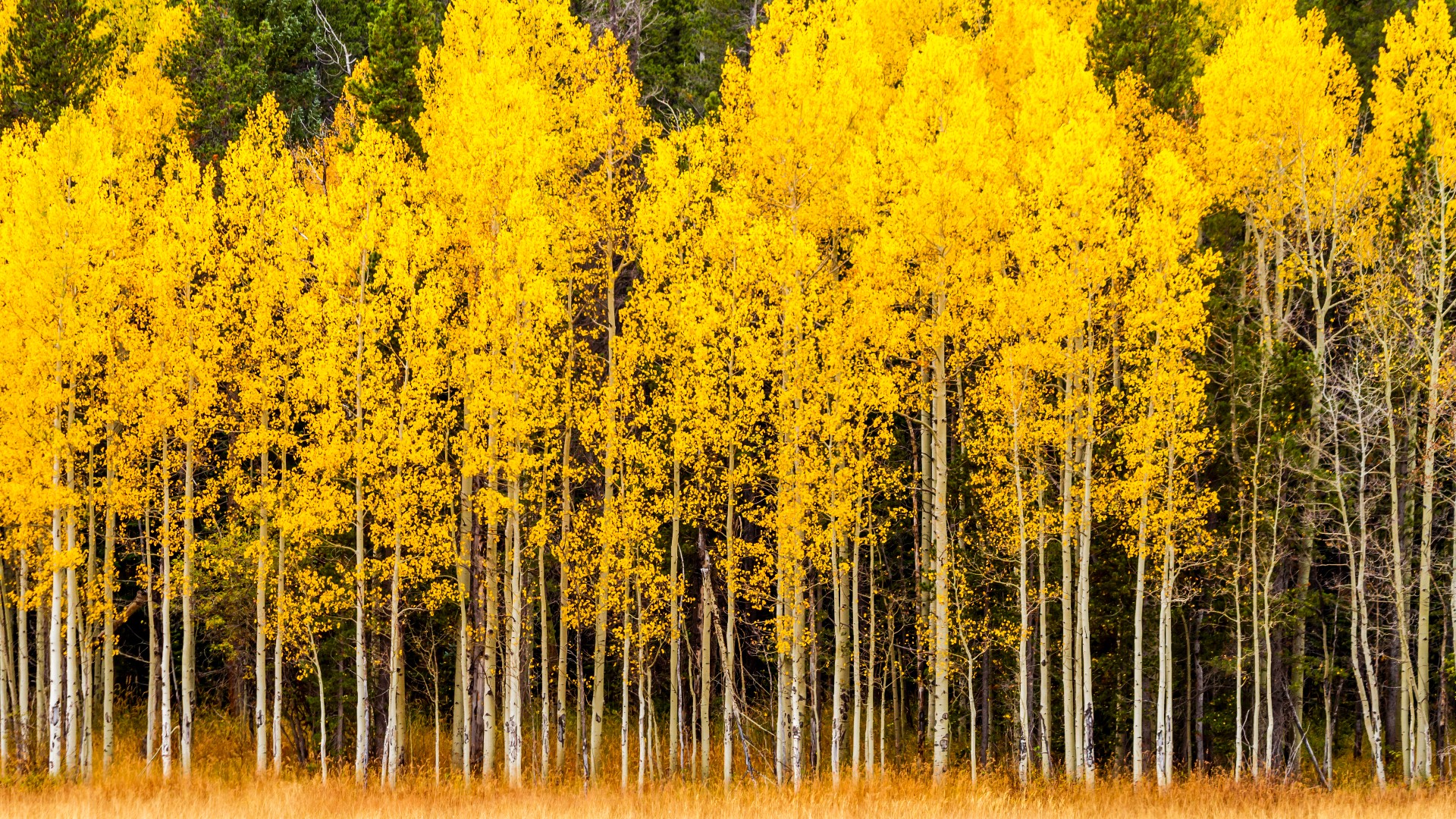 These are the 9 best drives to see fall colors in Colorado | 9news.com
