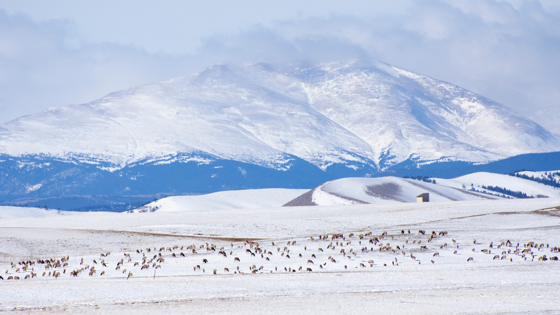 CPW begins tracking elk, mule deer with GPS satellite collars | 9news.com