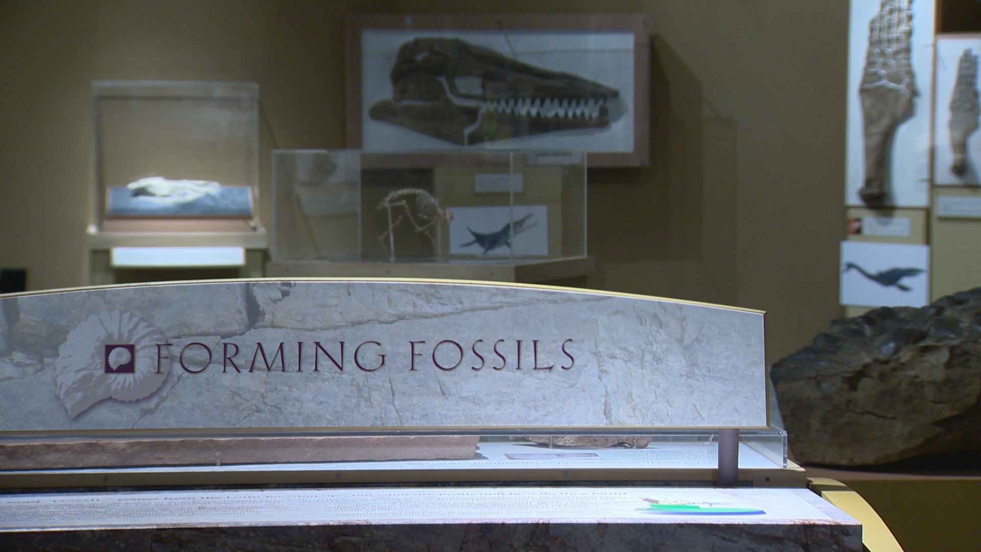 A look inside CU Boulder's Museum of Natural History, which just won ...