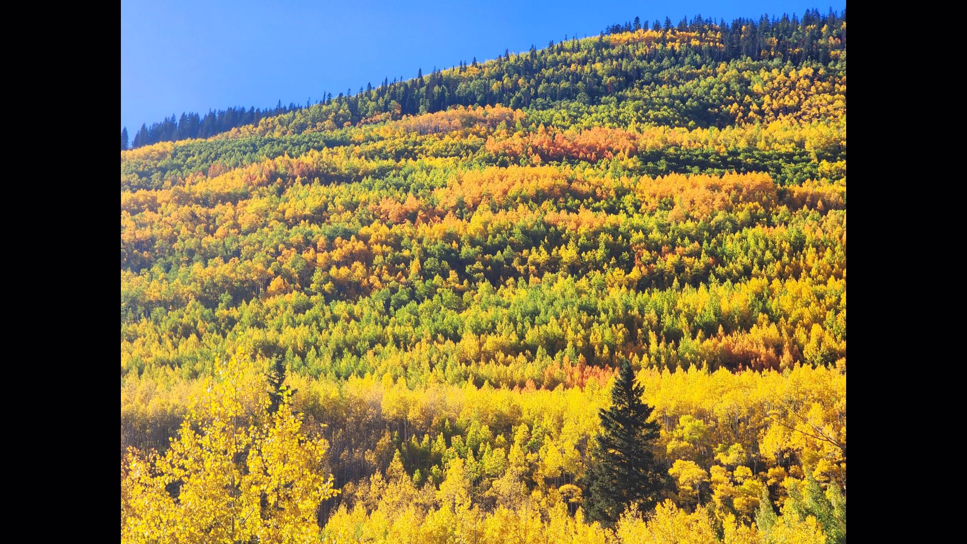 Colorado fall colors guide: When and where leaves peak in 2022 | 9news.com