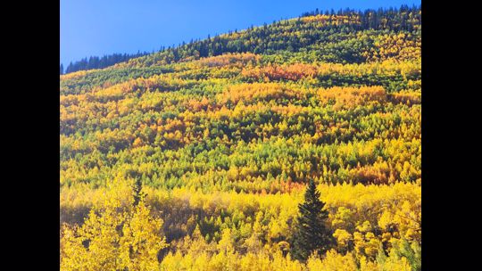 Colorado fall colors guide: When and where leaves peak in 2022 | 9news.com