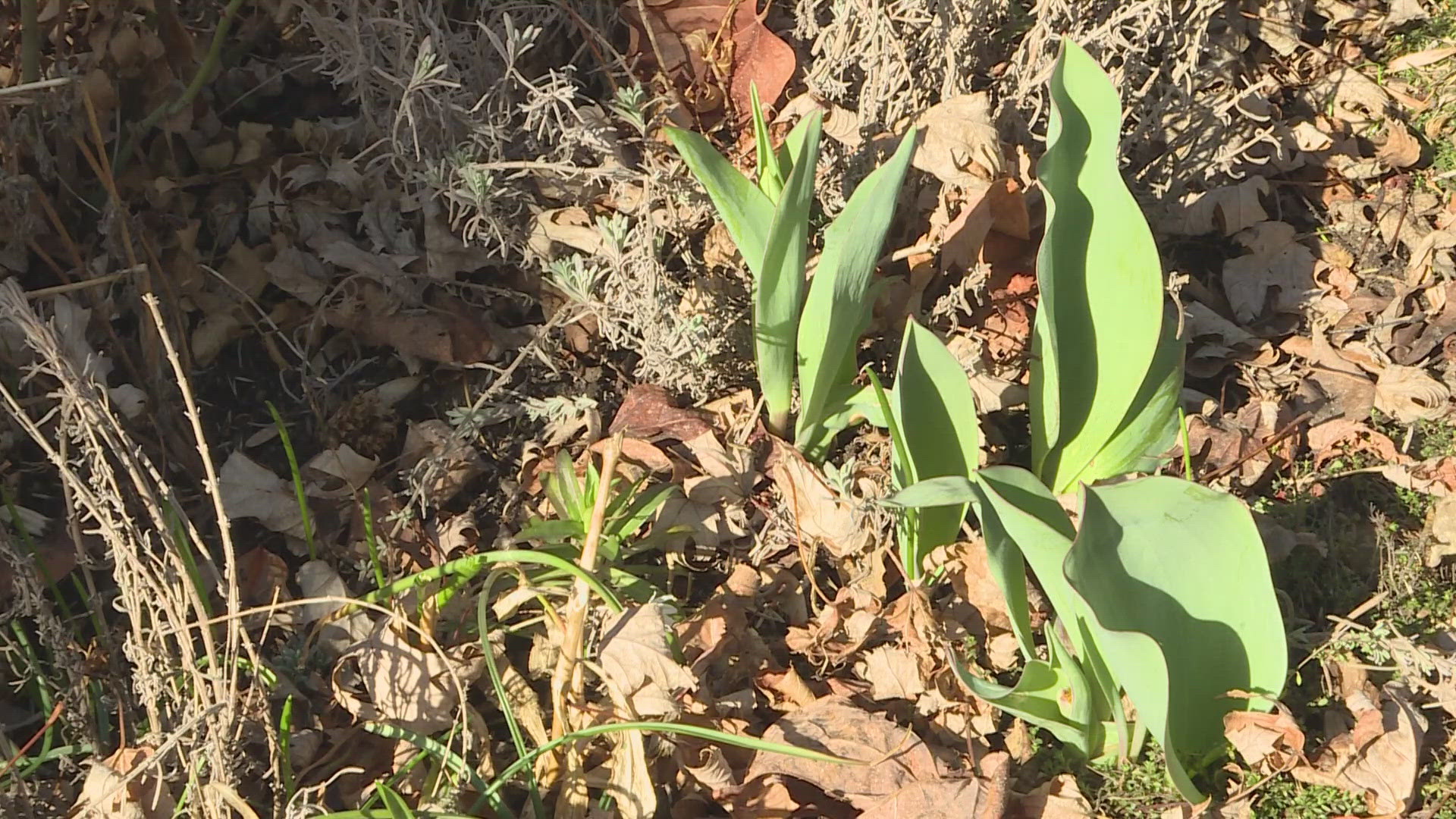 Spring gardening advice: Boost your garden's beauty with these tips ... Spring gardening advice: Boost your garden's beauty with these tips ...