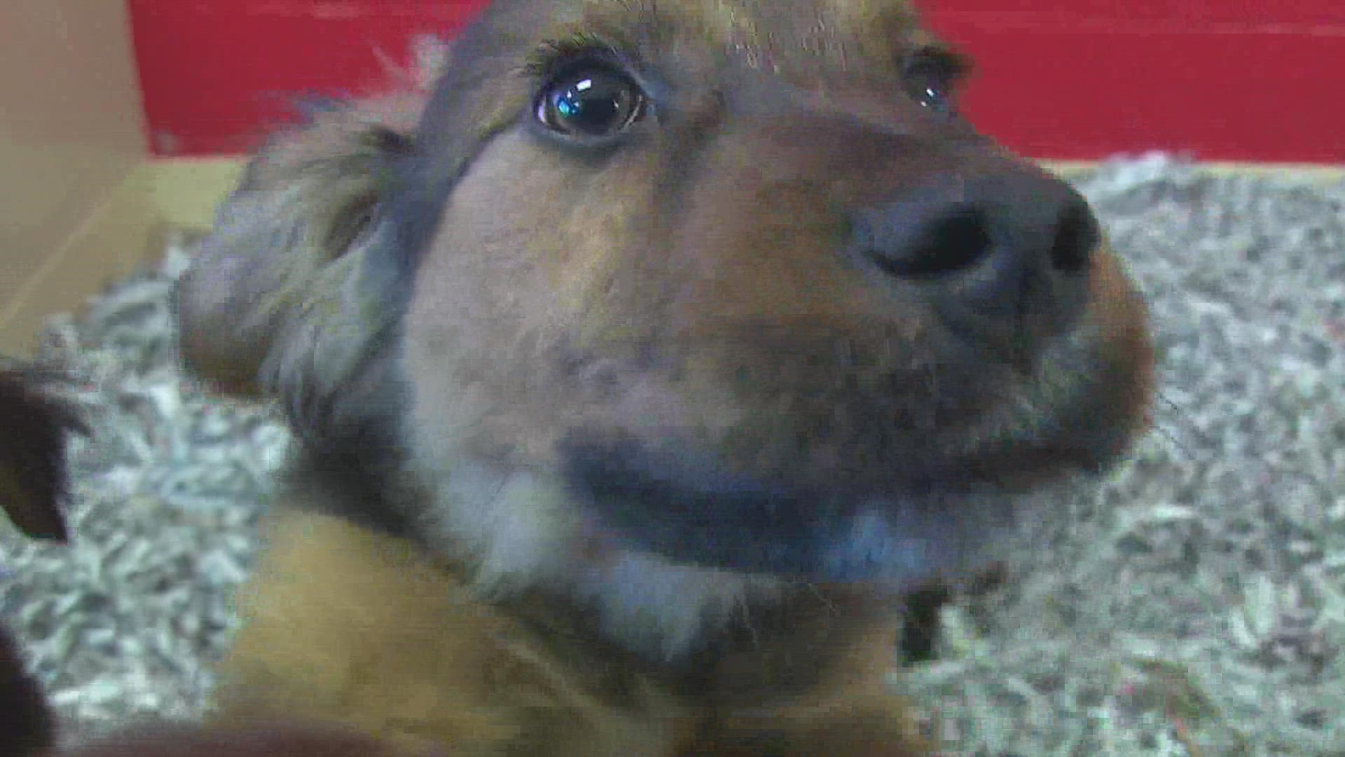 It's National Dog Day! | 9news.com