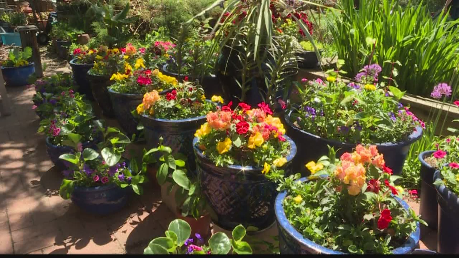 Proctor's Garden: Get creative with container combinations | 9news.com