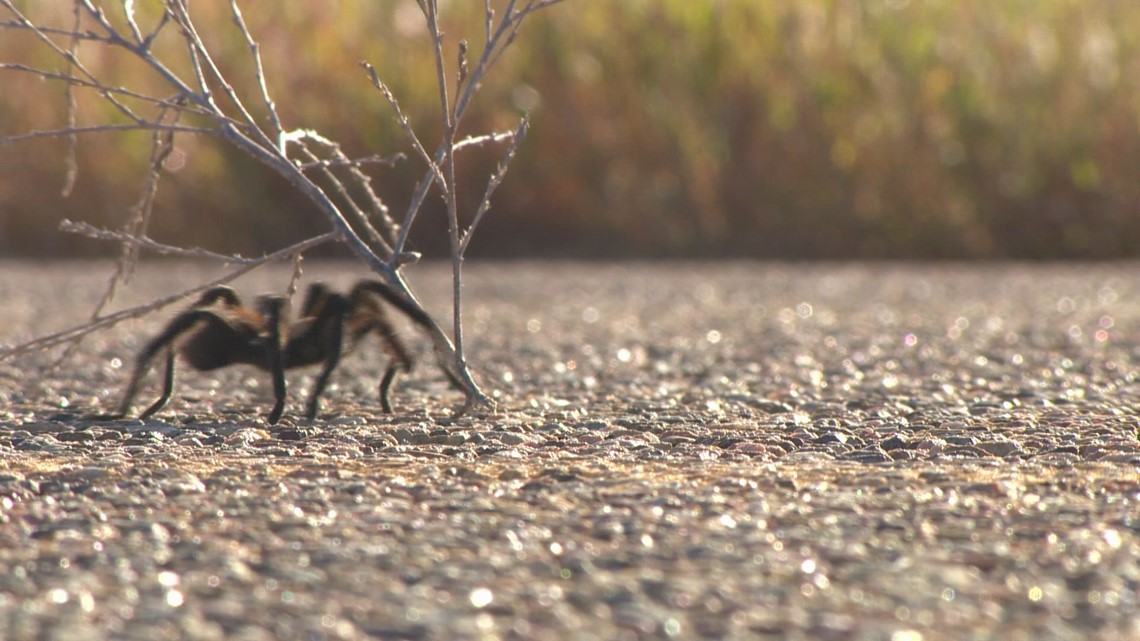 Tarantula migration expected to crawl through Colorado | 9news.com
