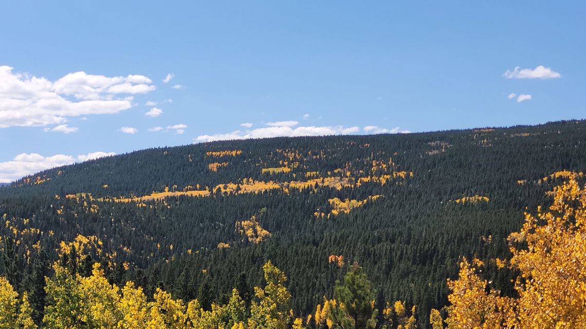 Peak fall color in Colorado: Where to see yellow leaves | 9news.com