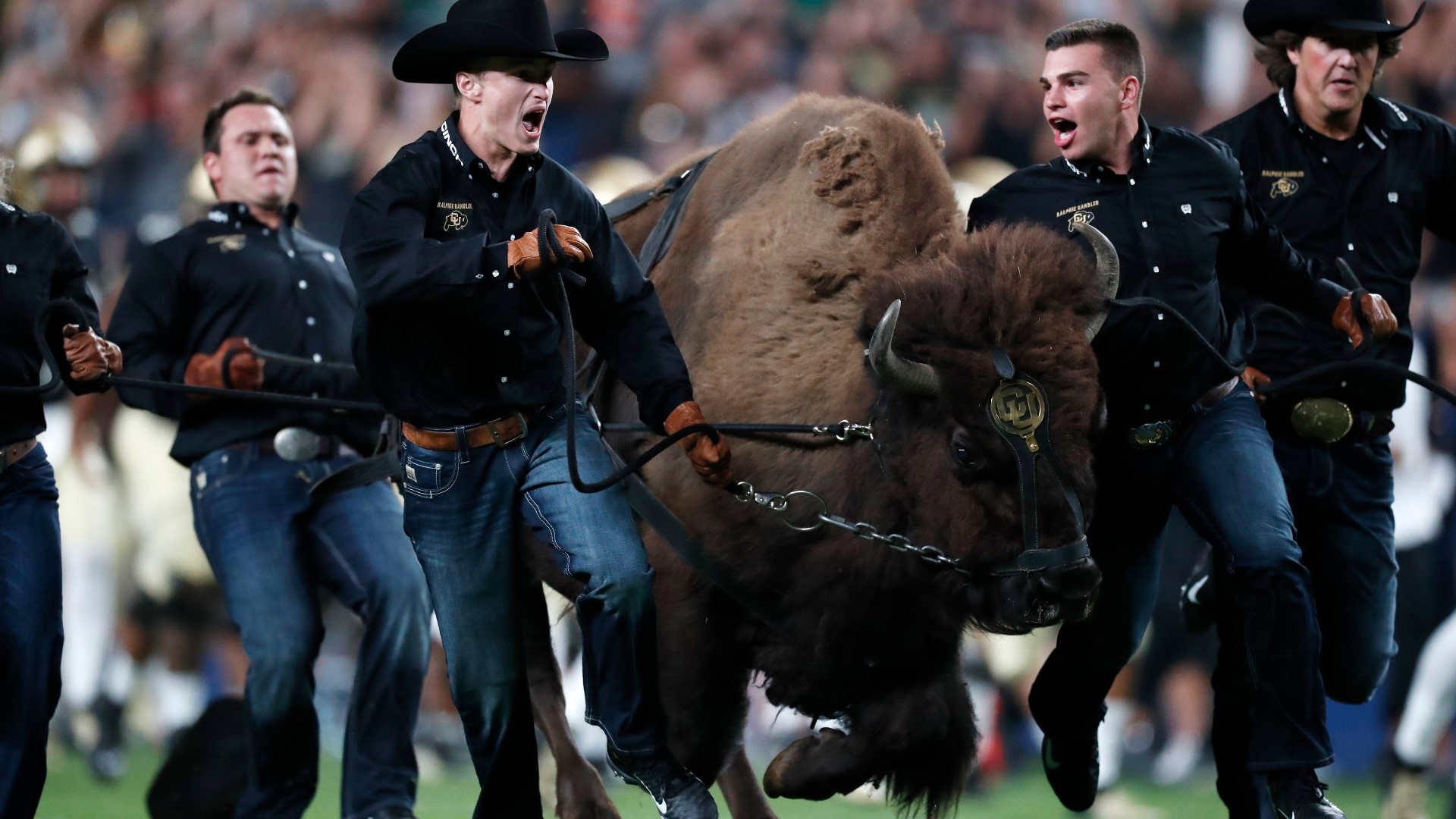 Colorado to debut new live buffalo Ralphie VI on Friday, Sept. 3 ...
