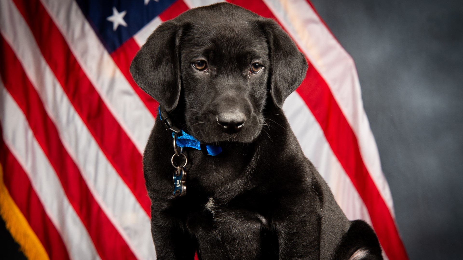 School therapy dog also trained to find guns | 9news.com
