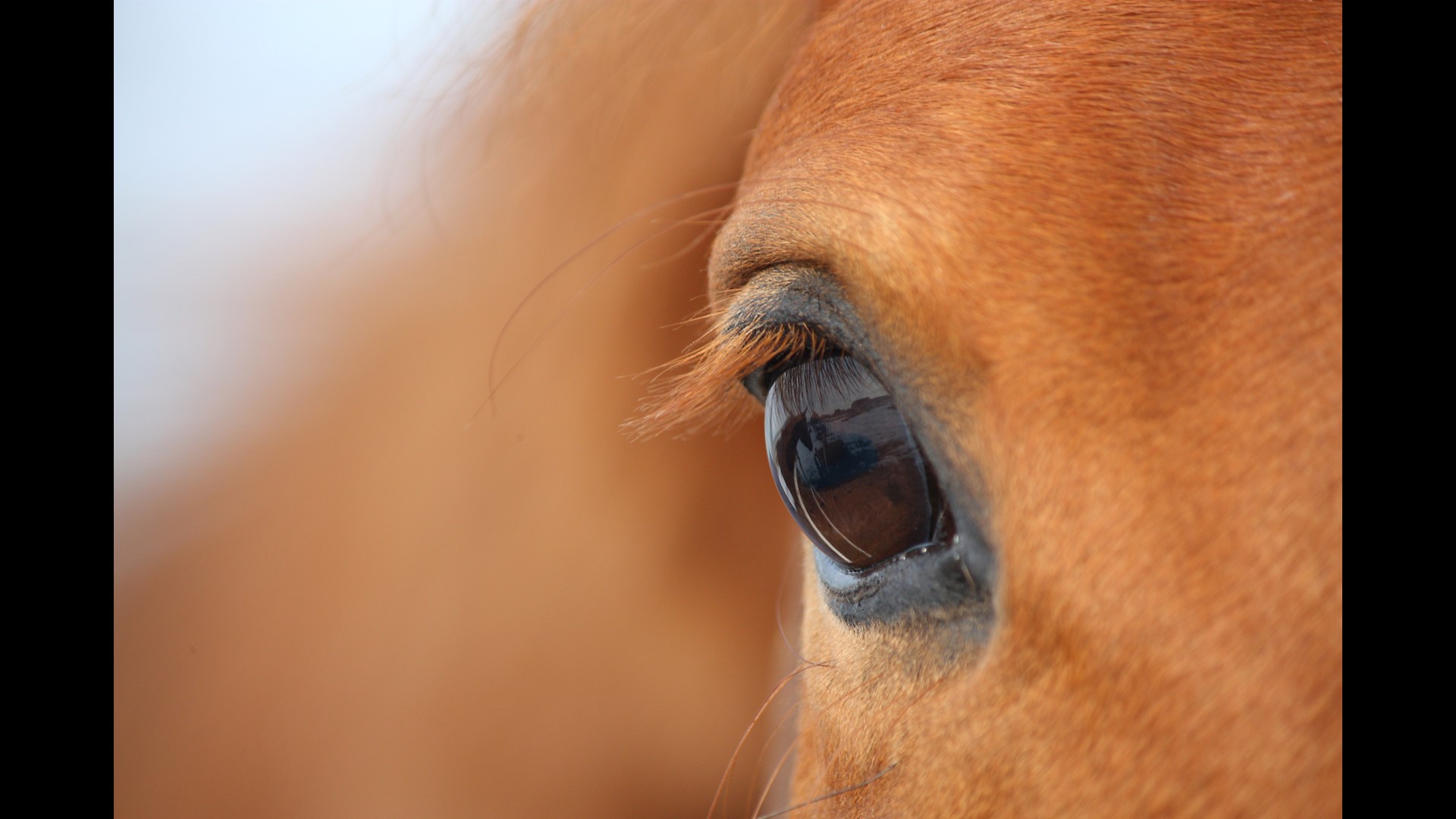 Trapped and injured Colorado horse euthanized | 9news.com