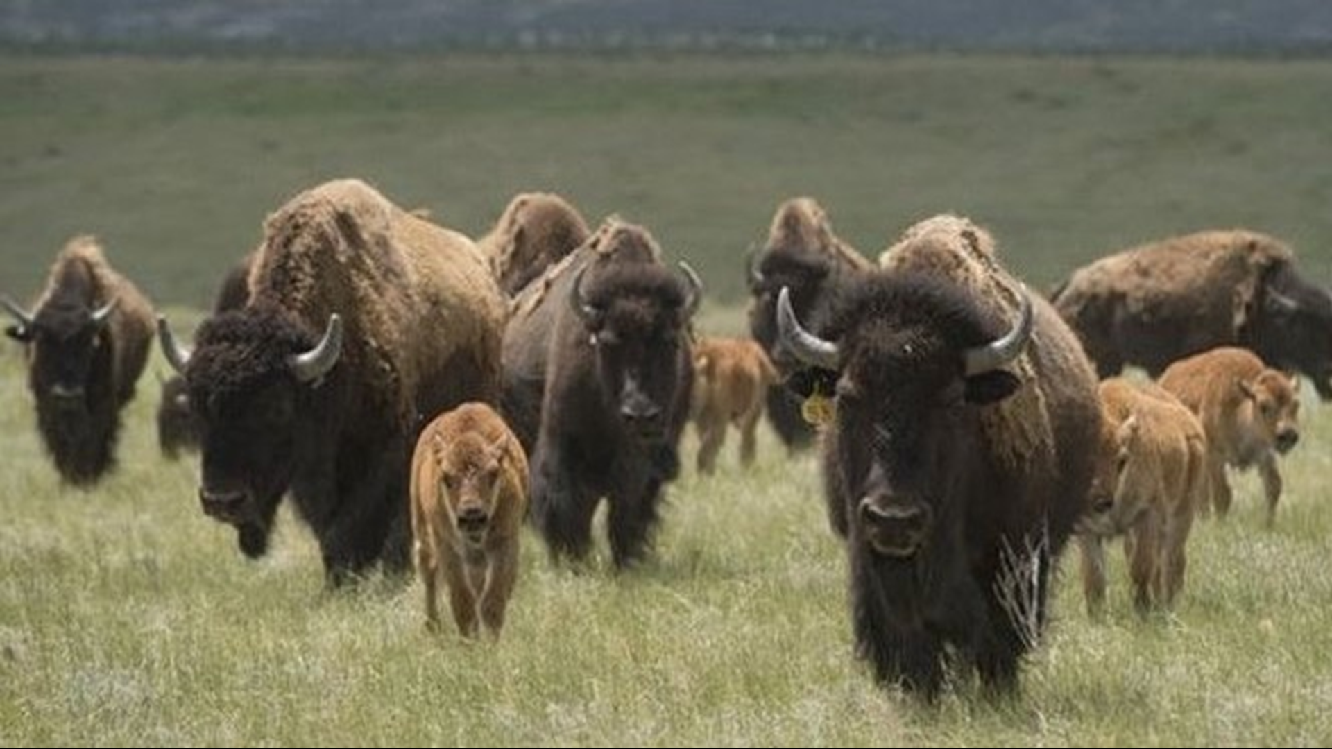 Northern Colorado genetically pure bison herd has quadrupled in size ...