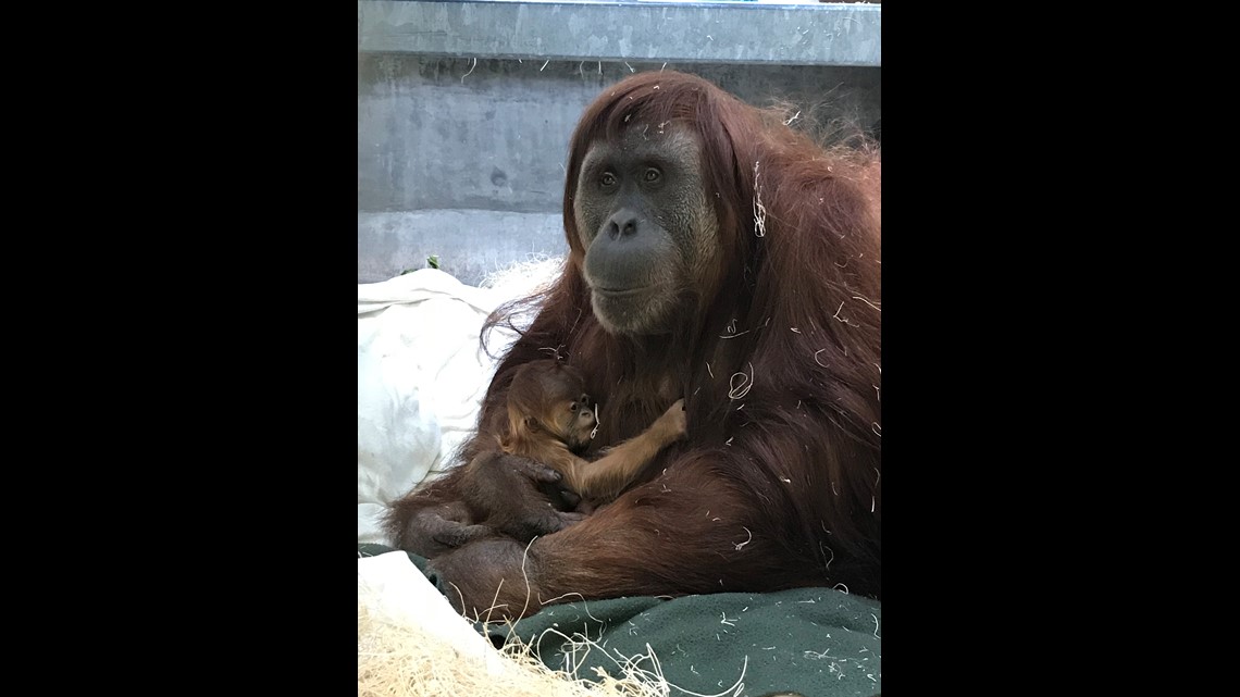 Photos: Newborn Sumatran orangutan at the Denver zoo | 9news.com