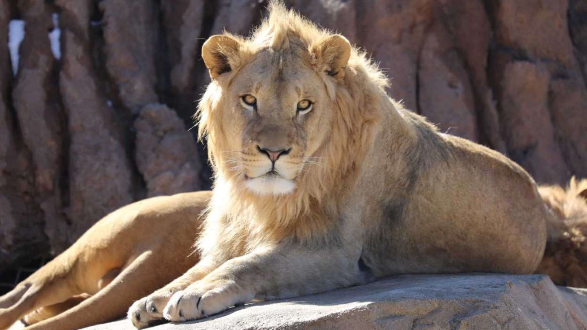 Becky's Beasts: These lions get some help when it comes to dealing with ...