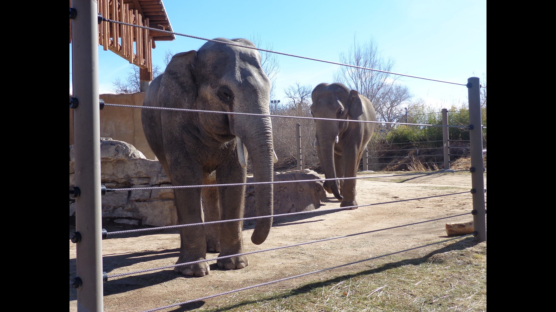 Becky's Beasts: Elephants love to swim in the rain | 9news.com