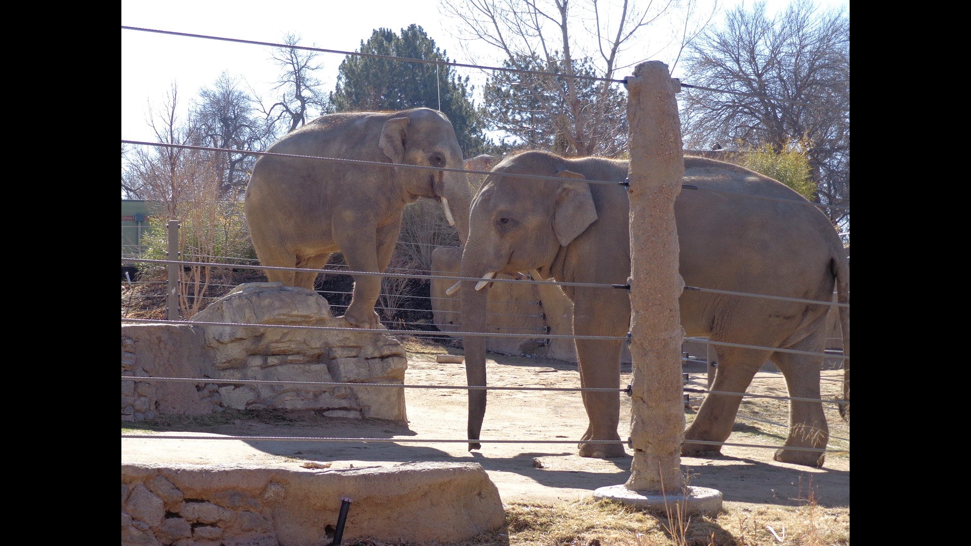 Becky's Beasts: Elephants love to swim in the rain | 9news.com