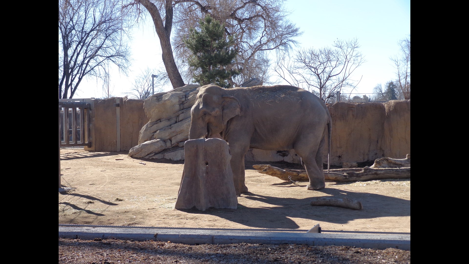 Becky's Beasts: Elephants love to swim in the rain | 9news.com