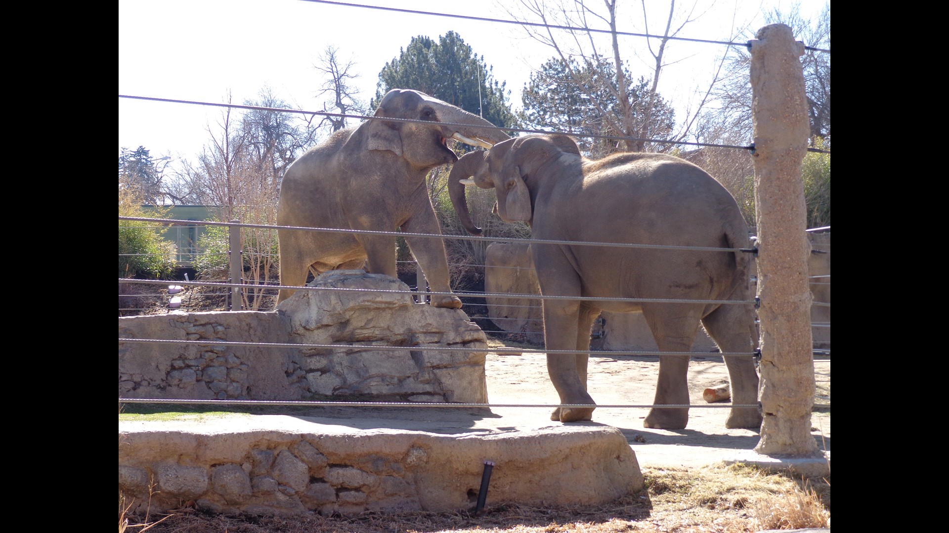 Becky's Beasts: Elephants love to swim in the rain | 9news.com
