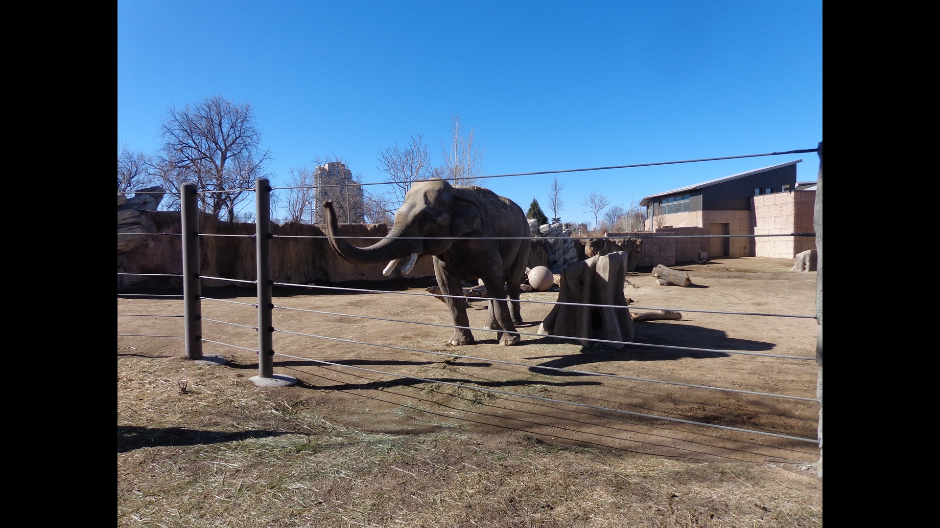 Becky's Beasts: Elephants love to swim in the rain | 9news.com