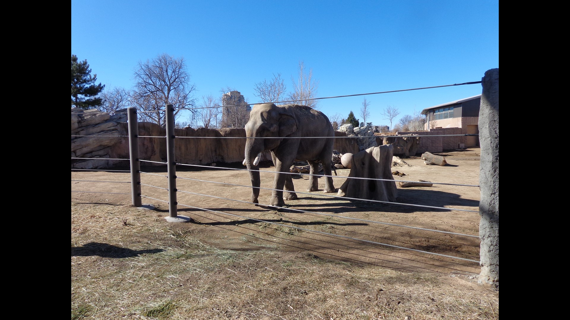 Becky's Beasts: Elephants love to swim in the rain | 9news.com