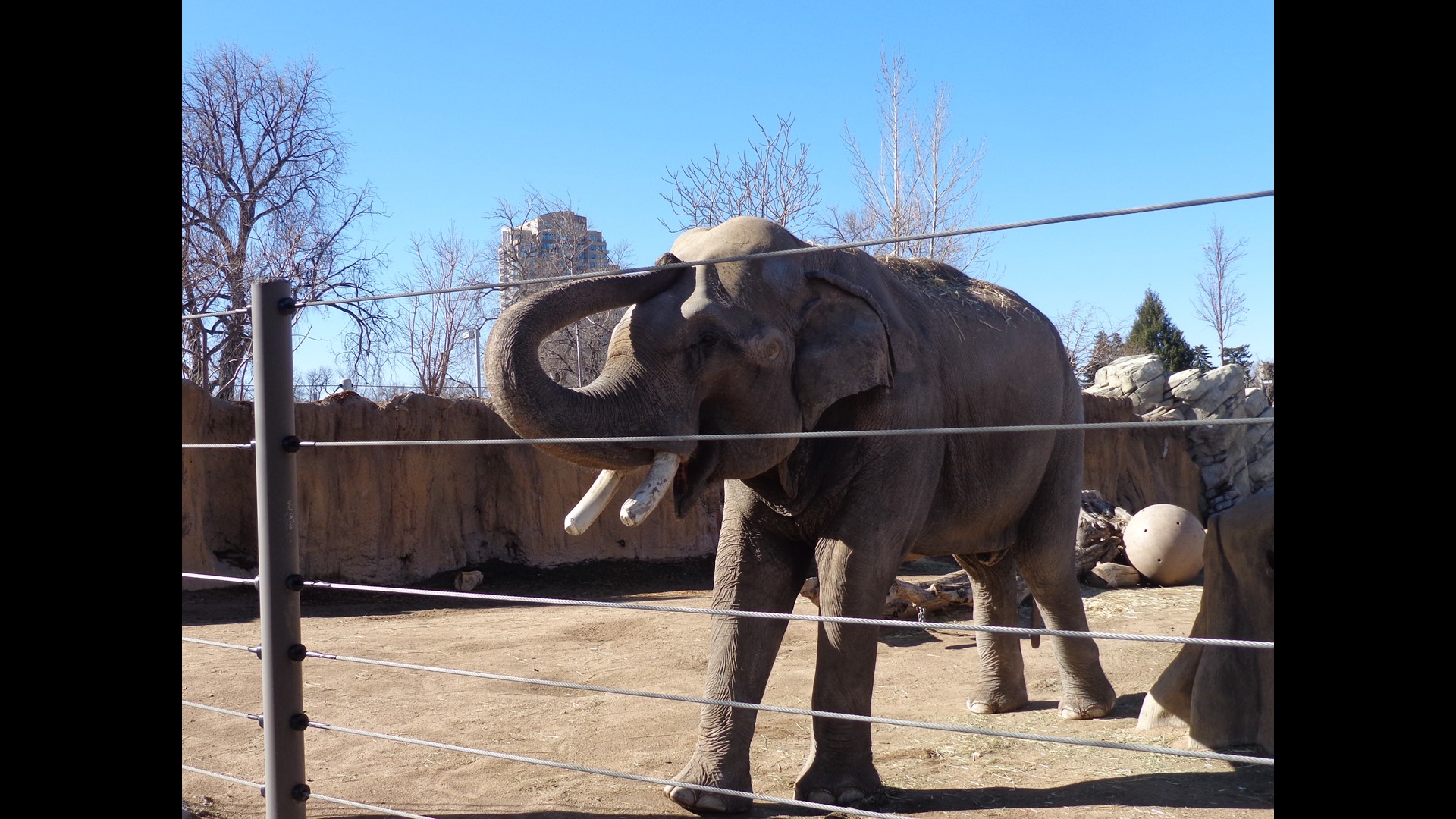Becky's Beasts: Elephants love to swim in the rain | 9news.com