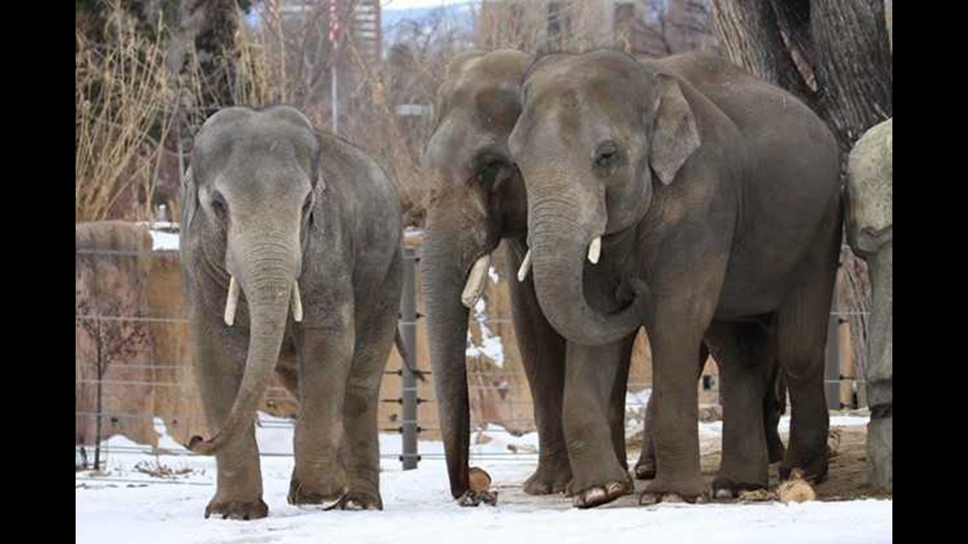 Becky's Beasts: Elephants love to swim in the rain | 9news.com