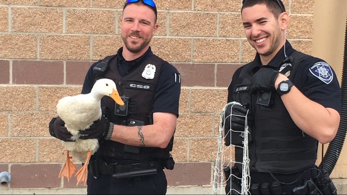 Duck apprehended after trying to enter grocery store | 9news.com