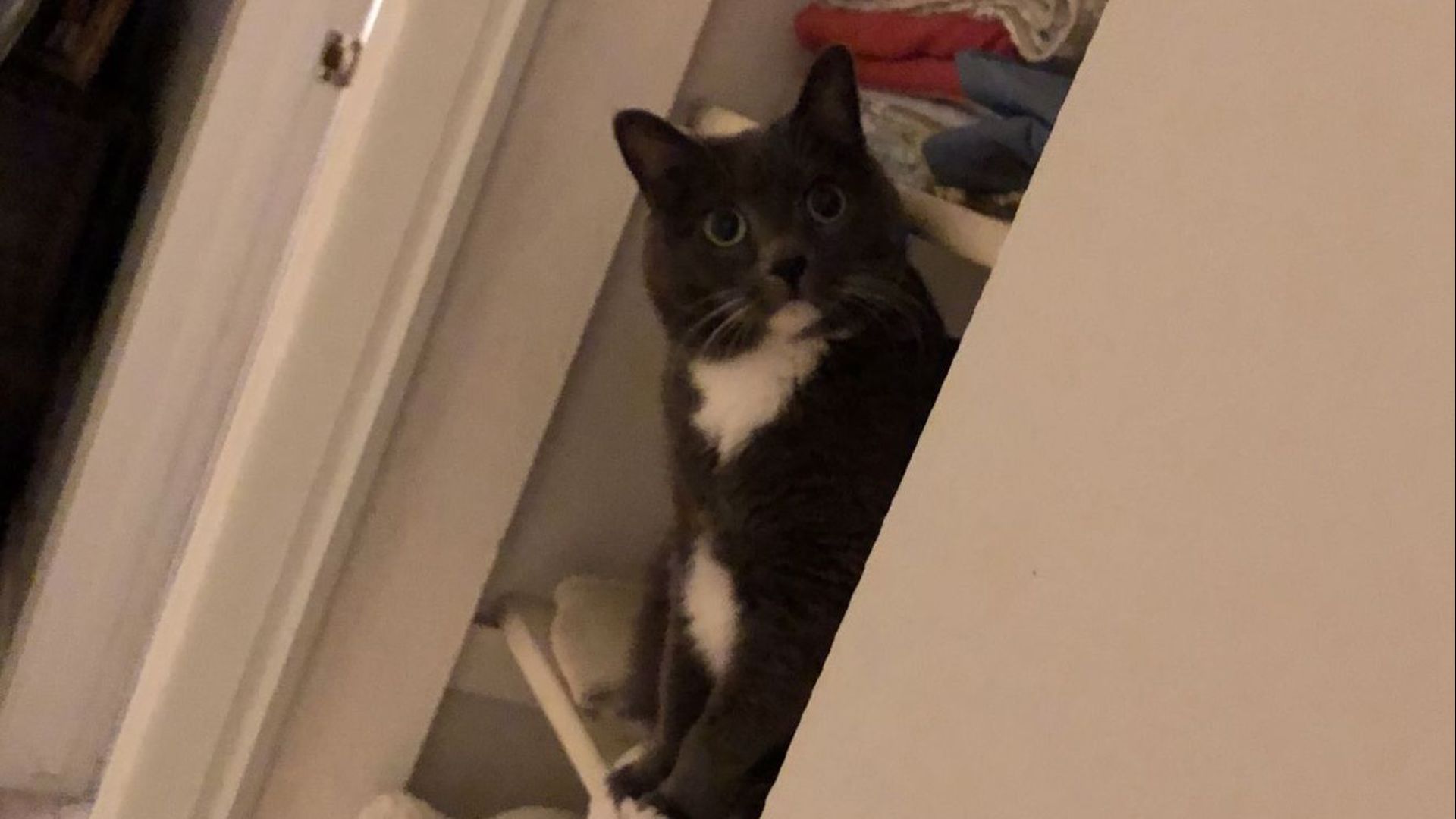 National Cat Day: Share your best feline photos with 9NEWS | 9news.com