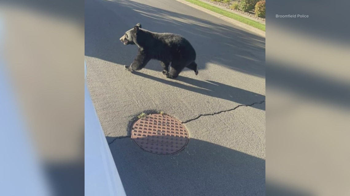 Latest Friday morning headlines: A bear spotted in the metro area, and ...