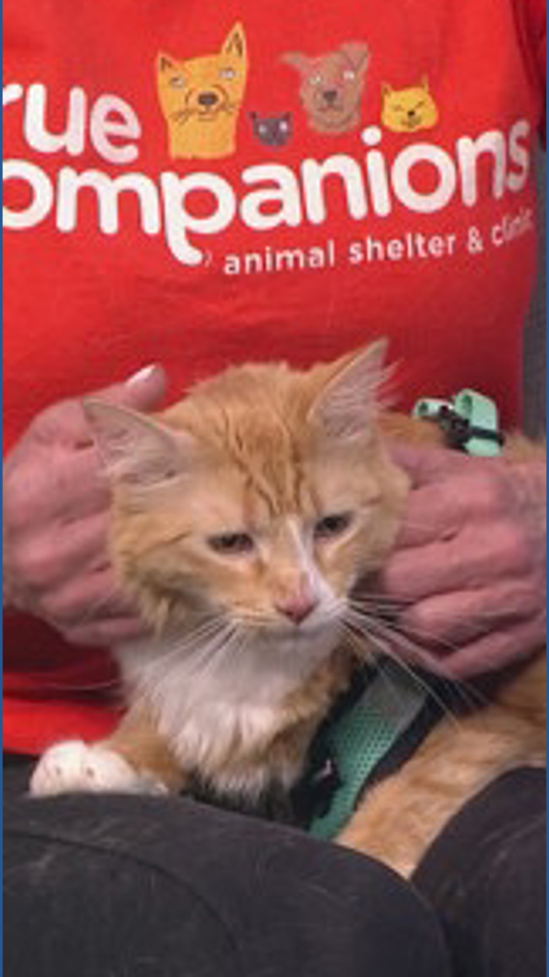 Gorgeous orange cat Fraggle seeks forever home at True Companions ...