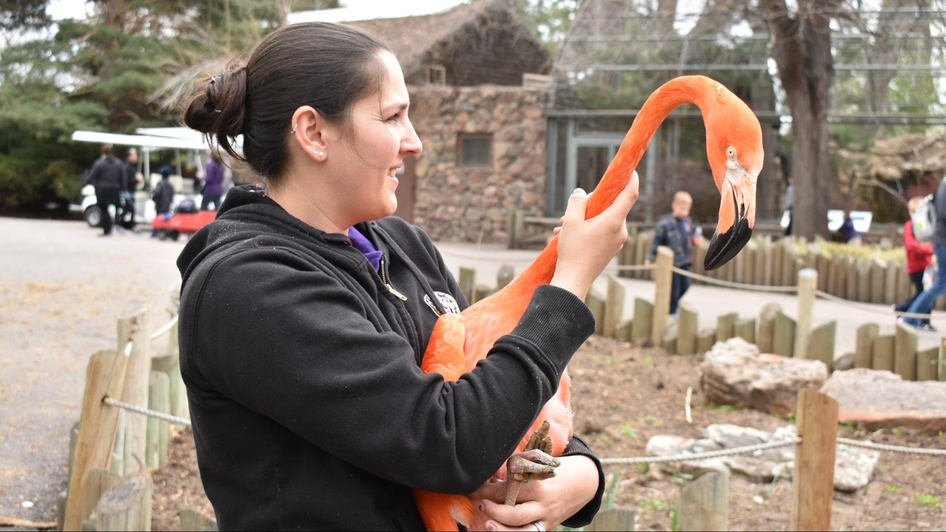 Becky's Beasts: The way flamingos hide from hail caught even zookeepers ...