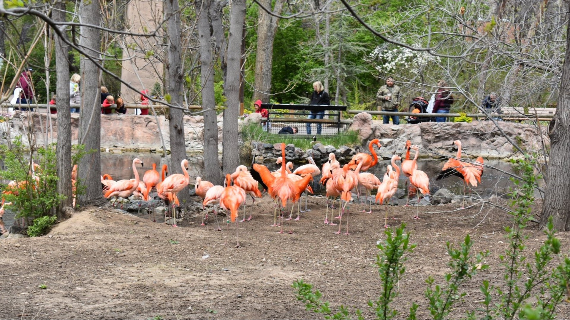 Becky's Beasts: The way flamingos hide from hail caught even zookeepers ...