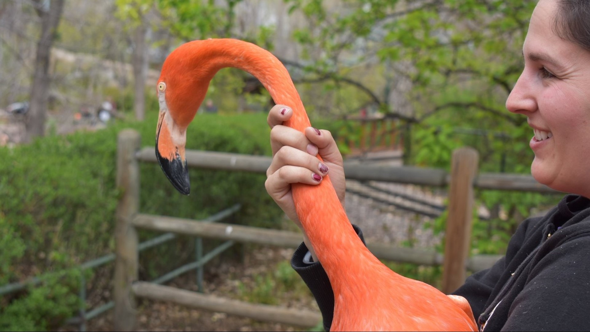 Becky's Beasts: The way flamingos hide from hail caught even zookeepers ...