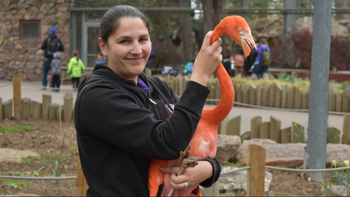 Becky's Beasts: The way flamingos hide from hail caught even zookeepers ...