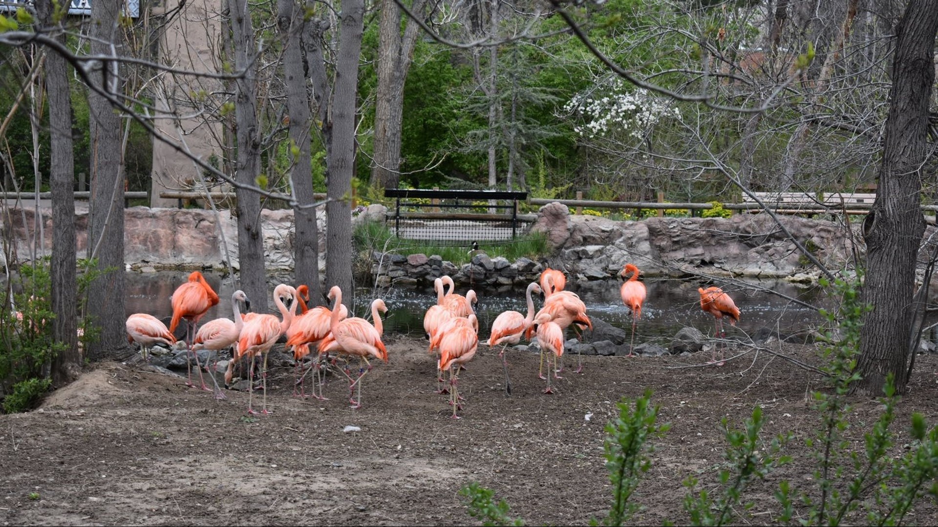 Becky's Beasts: The way flamingos hide from hail caught even zookeepers ...