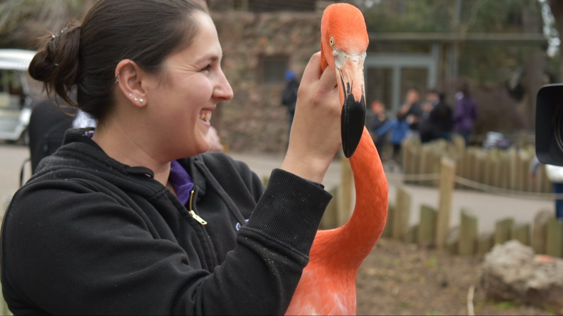 Becky's Beasts: The way flamingos hide from hail caught even zookeepers ...