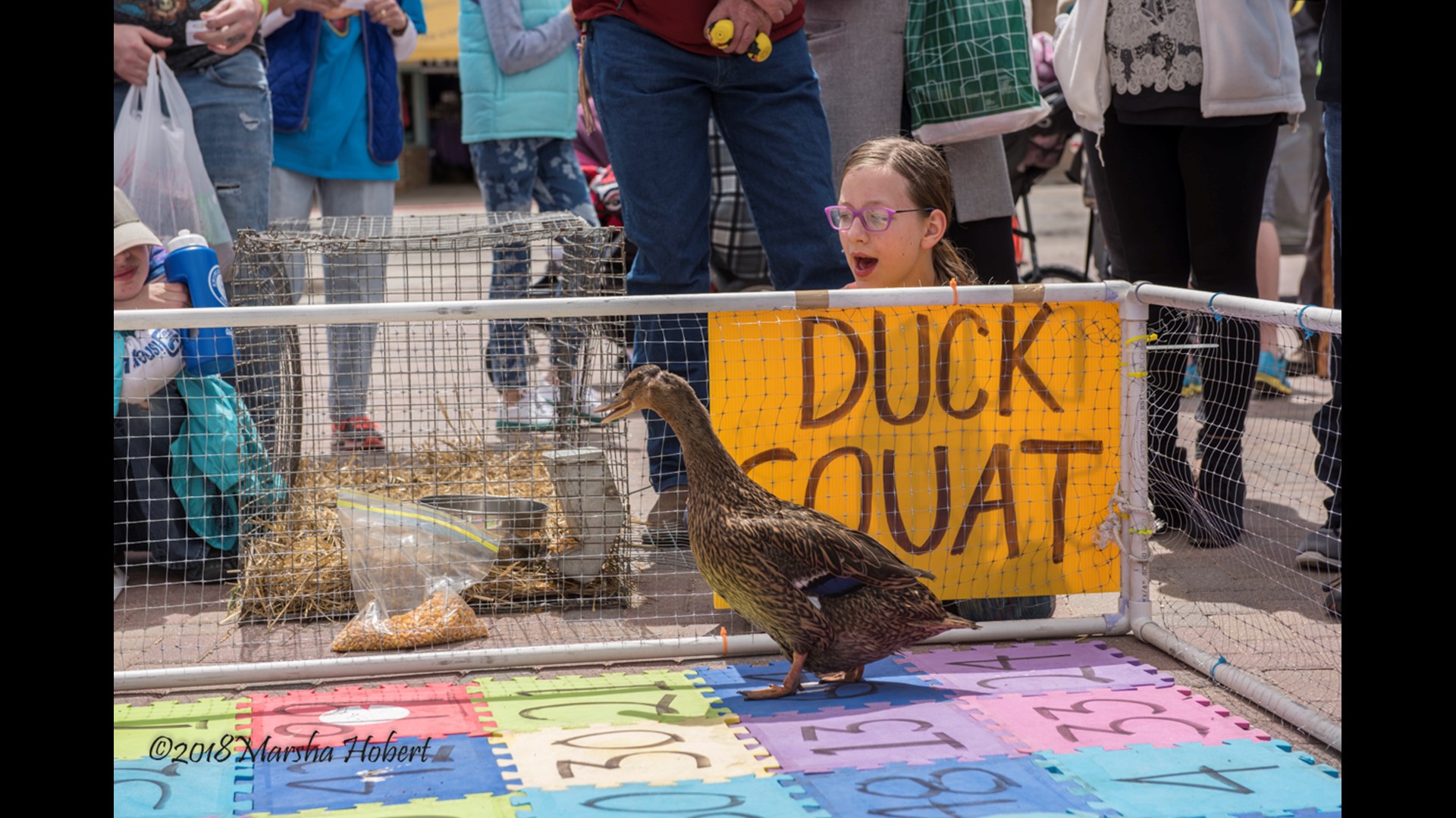 Estes Park Duck Race Festival | 9news.com
