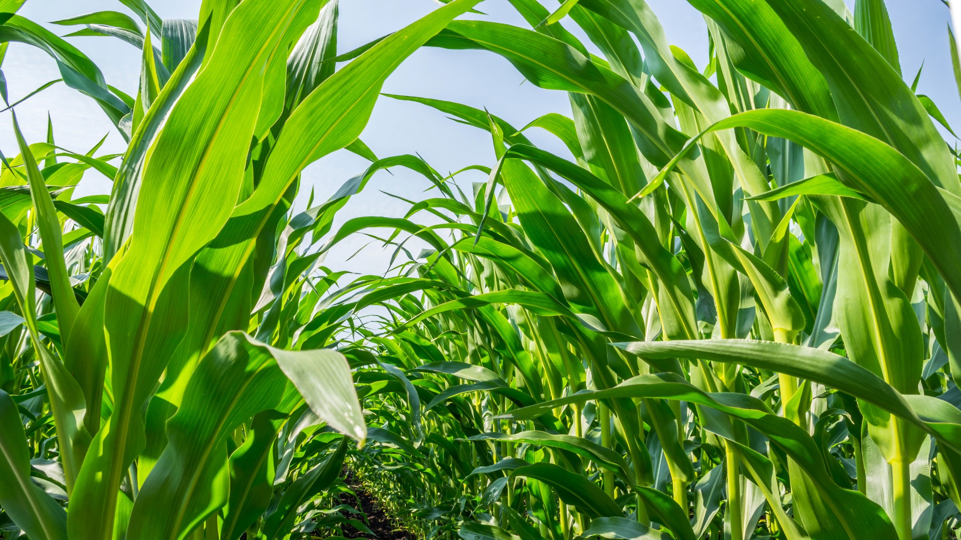 Olathe Sweet, Sweet Corn returns to Colorado grocery shelves | 9news.com