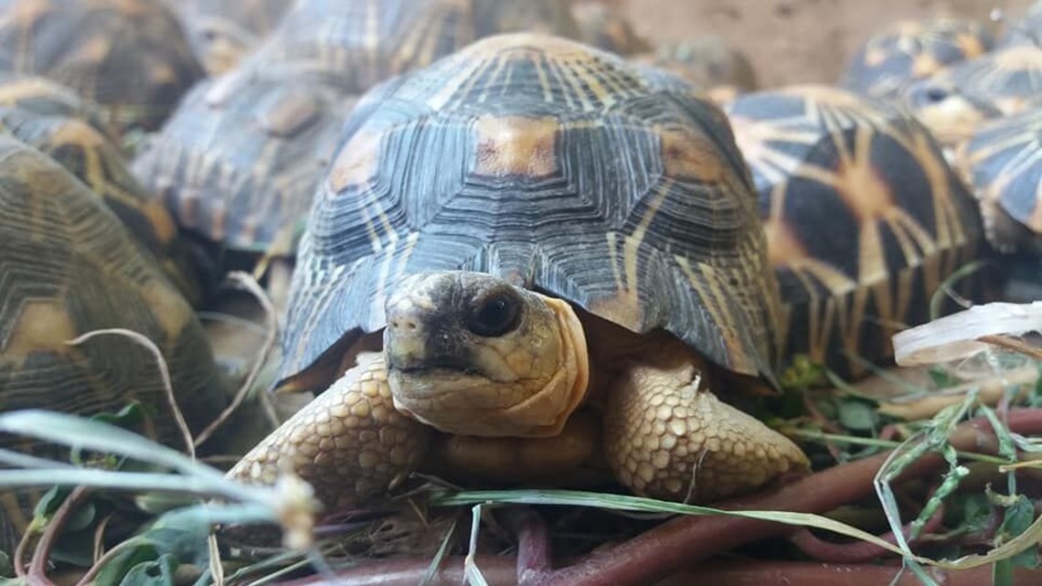 Denver Zoo trying to help save 11,000 critically-endangered tortoises ...
