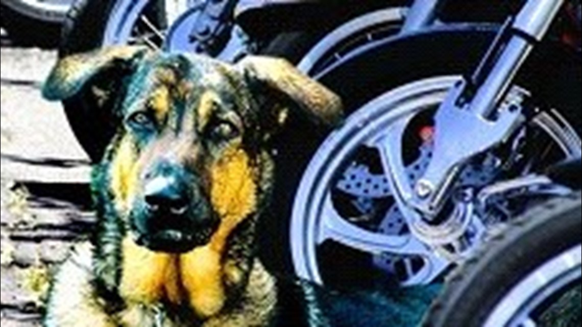 Molly-Dharma Run helps homeless pets | 9news.com